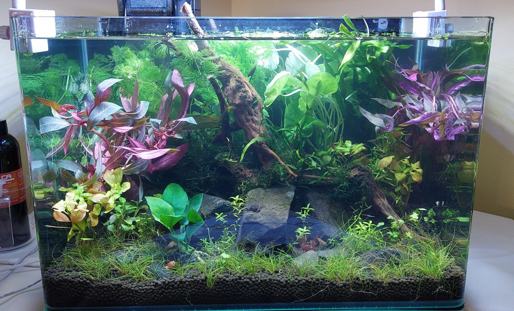 Scapeshop.com.au - Online Aquarium Plants & Aquascaping Shop Australia