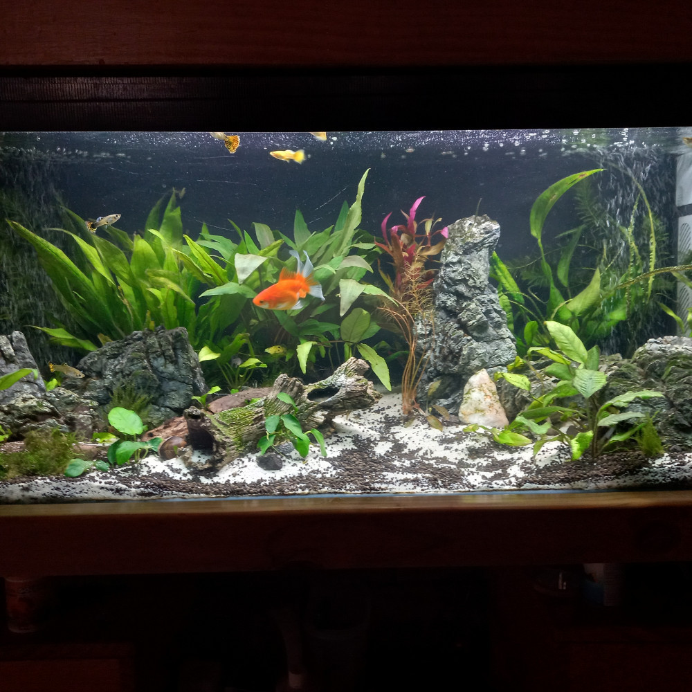 Small Fontinalis Lava Rock (Java Moss) – Scapeshop.com.au