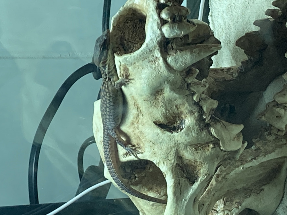 Live Food Insect Tubs– Tagged "Silkworms" – Reptile Realm