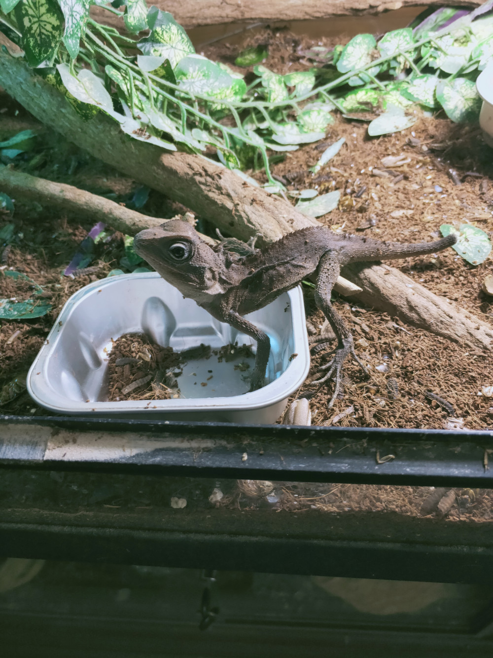 Reptile Realm - Online LiveFood Insect & Pet Supplies Store Australia