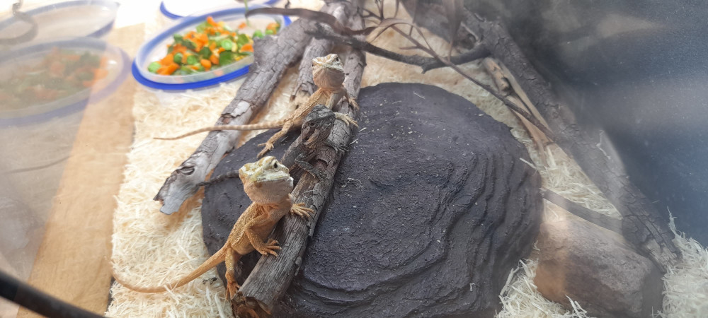 Bulk Live Food Insects – Reptile Realm