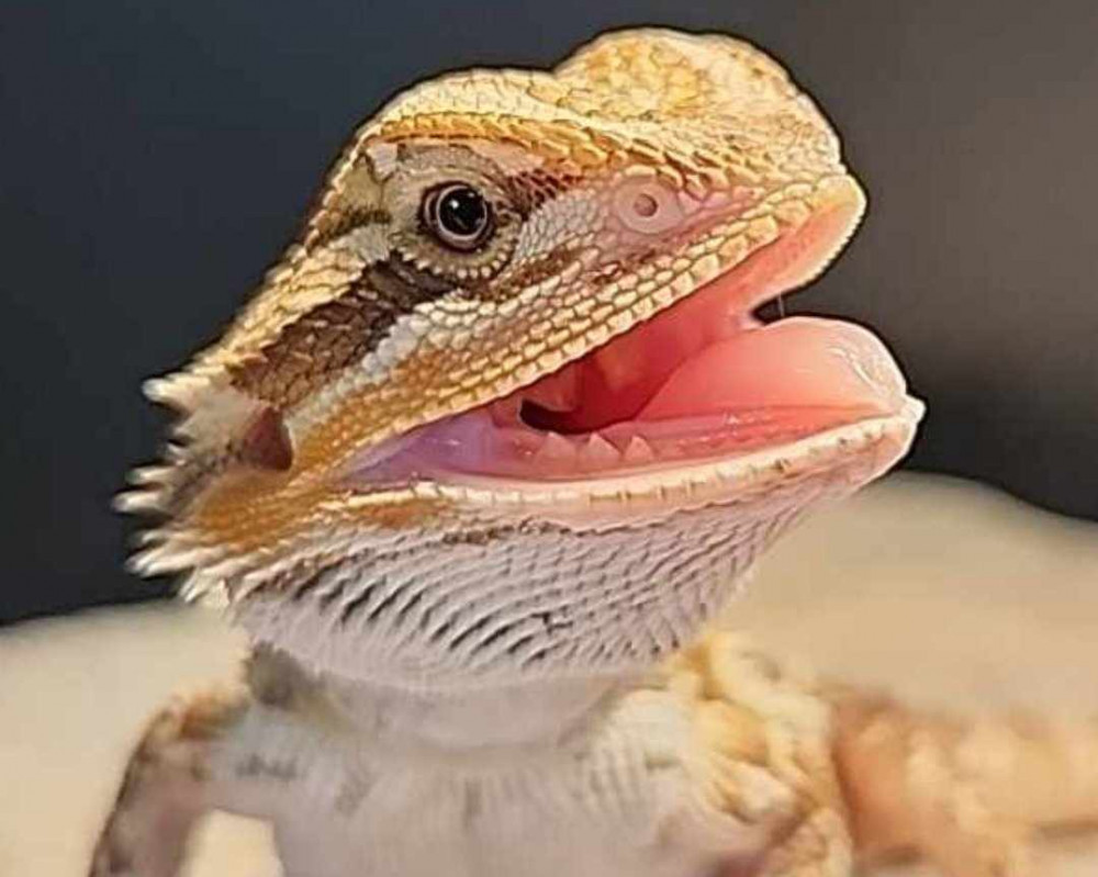 Reptile Realm - Online LiveFood Insect & Pet Supplies Store Australia